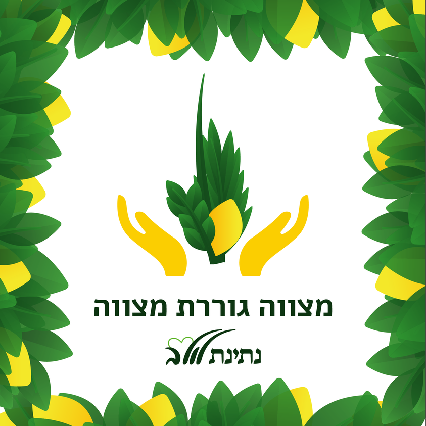 Netinat Lulav, le loulav avec un truc en plus - JérusalemFutée